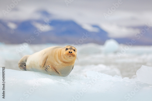 Arctic marine wildlife. Cute seal in the Arctic snowy habitat. Bearded ...