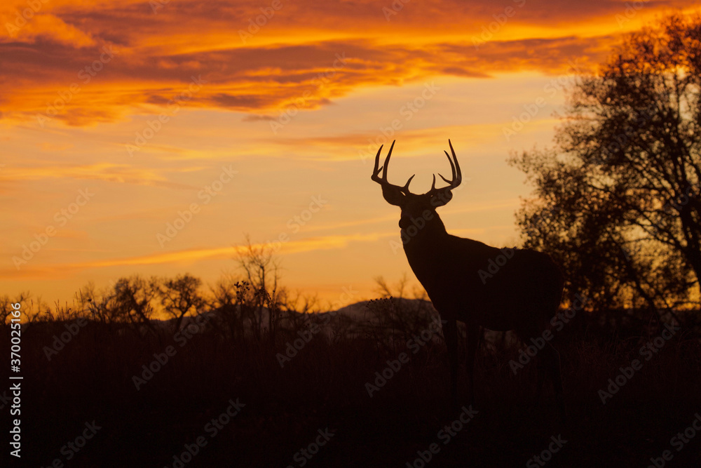 Whitetail Buck silhouette at sunset during the fall deer hunting season ...