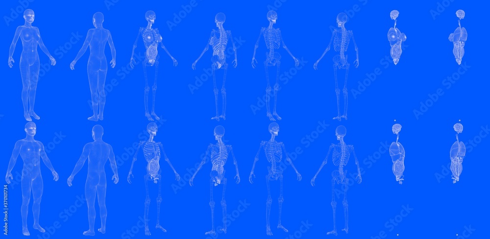 Set of 16 x-ray wireframe renders of male and female body with skeleton ...