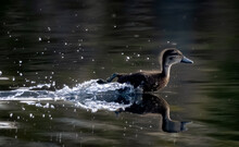 Speedy Duck Free Stock Photo - Public Domain Pictures
