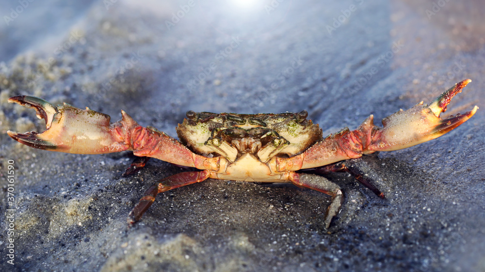 red crab with big claws and a strong shell about to fight on the sand ...