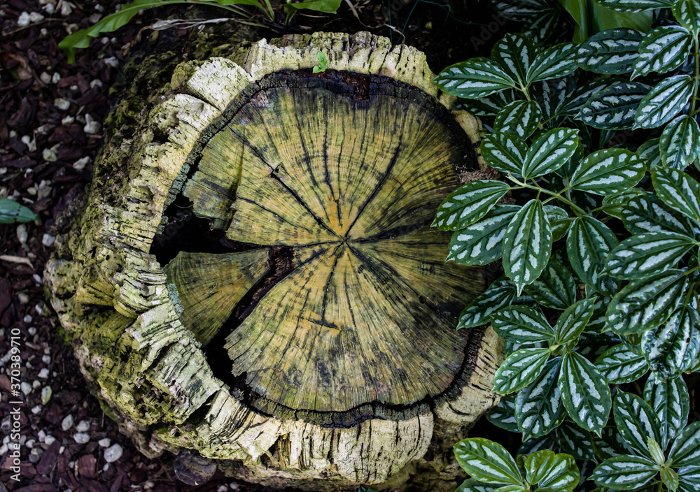Natural vegetable background. Trunk of the cork tree and a two-tone ...