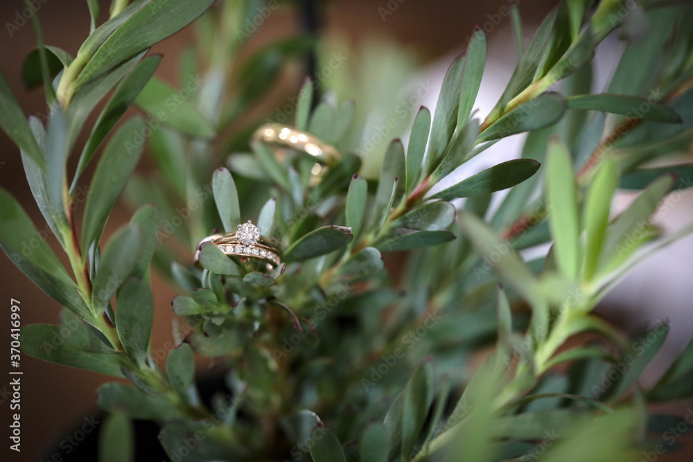 His and her wedding rings displayed on australian native plant Stock ...