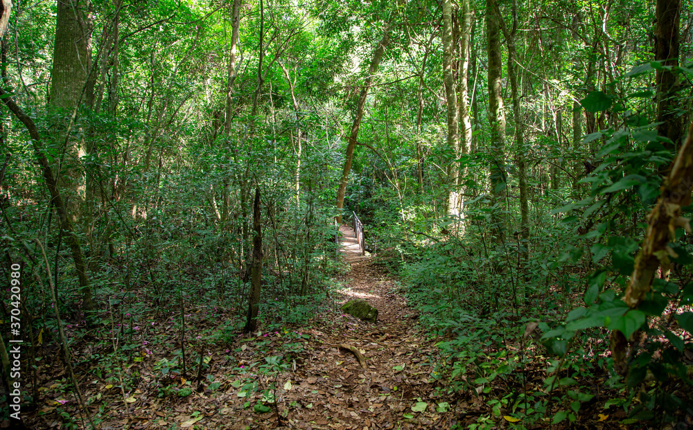 Mata fechada em floresta típica do Brasil Stock Photo | Adobe Stock