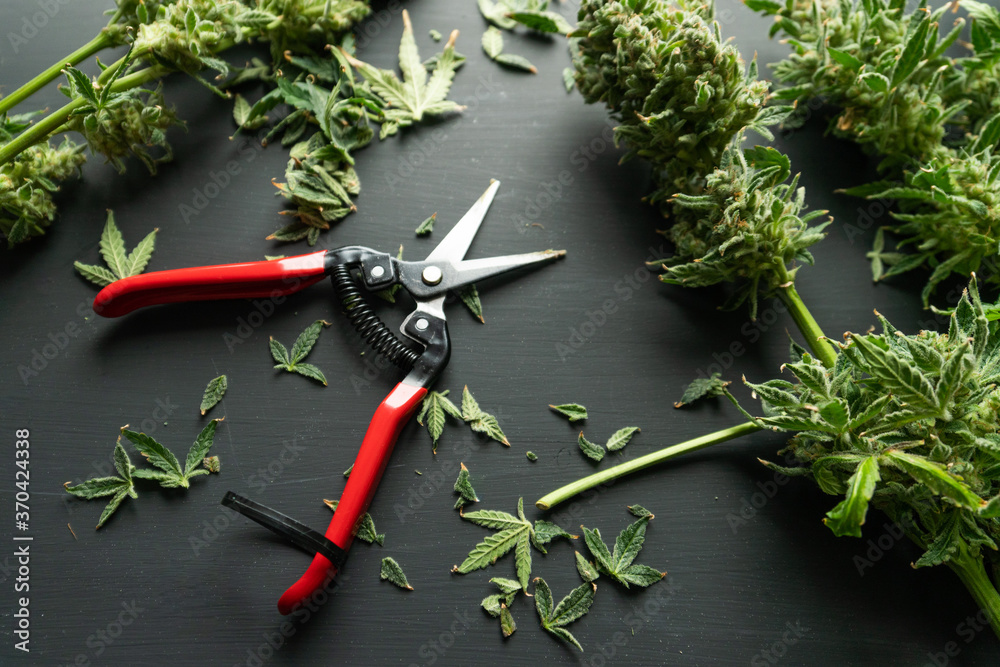 Harvest weed time has come. Growers trim their pot buds before drying. The sugar leaves on buds ...