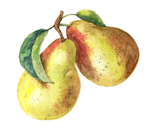 Vintage Pear Illustration Free Stock Photo - Public Domain Pictures