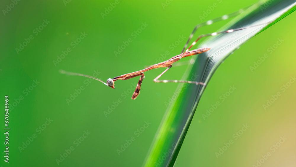 microscopic baby praying mantis hanging on a leaf. so slim and fragile ...