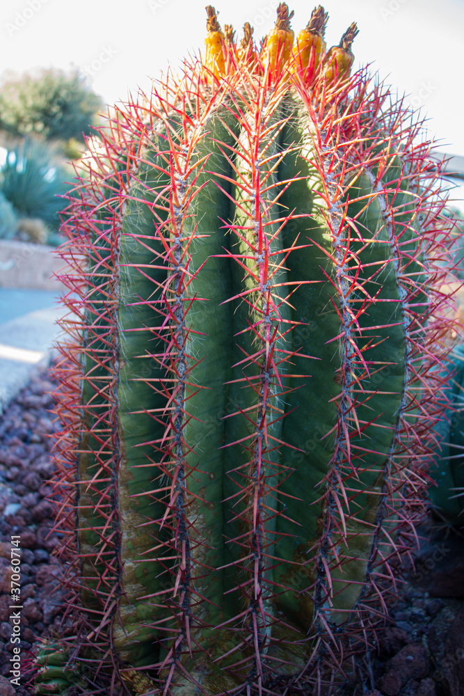 Foto de Stock Cactus con espinas rojas | Adobe Stock