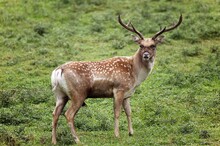 Persian Fallow Deer Free Stock Photo - Public Domain Pictures