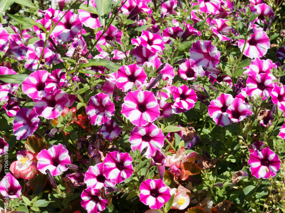 Petunia (x)hybrida - Abundant flowering of Petunia 'Raspberry Star'with ...