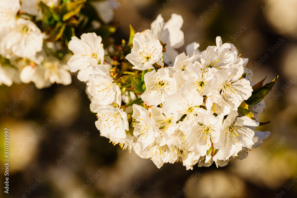 cerezos en flor -Prunus cerasus-, Casas del Castañar, valle del Jerte ...