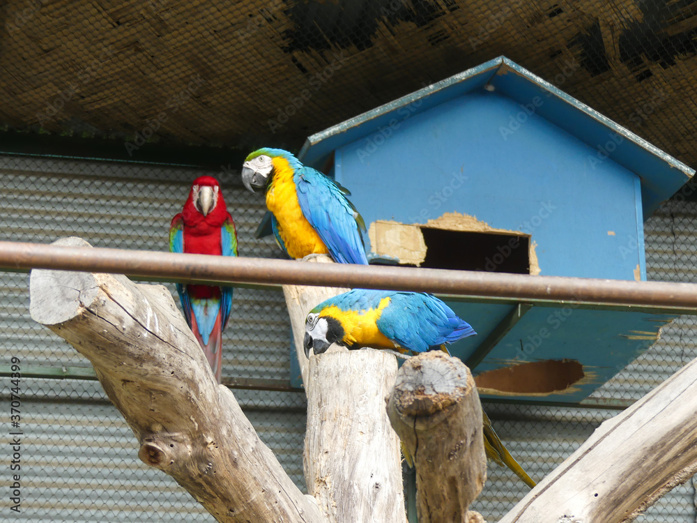 Many of red, blue and yellow macaws, beautiful long tail blue parrots ...