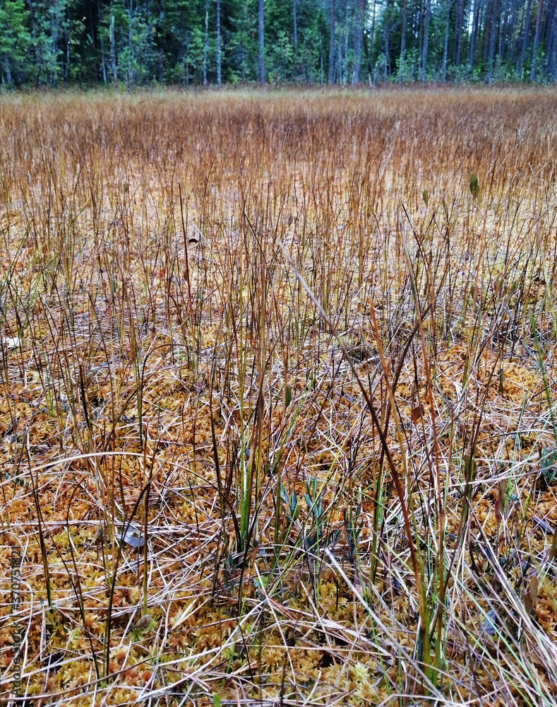 Small aquatic plants floating on water surface. Green swamp algae or ...