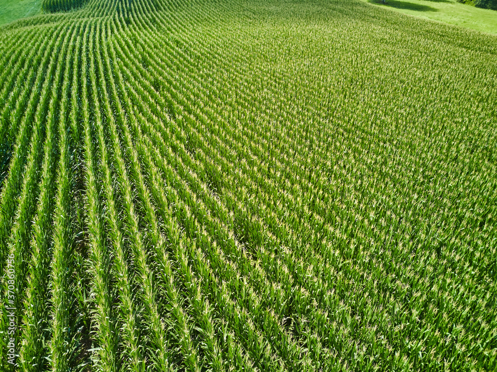 Aerial Drone images of Amish country cornfields in Pennsylvania ...