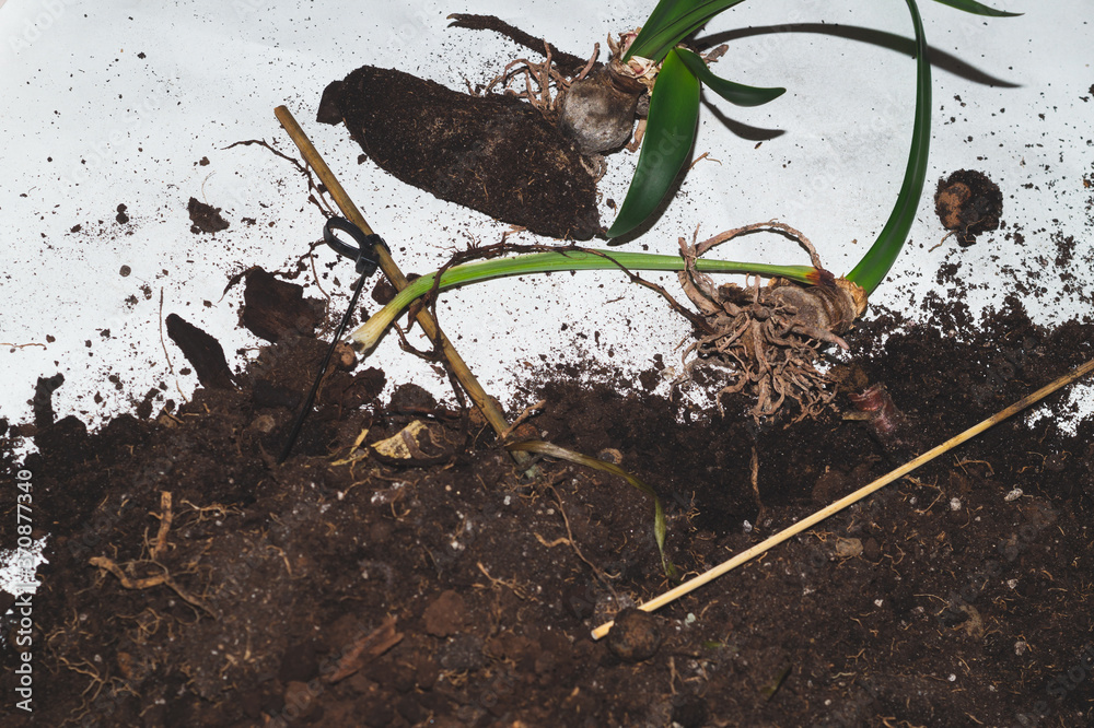 Old soil from flower pot. house plant transplanting Stock Photo | Adobe ...