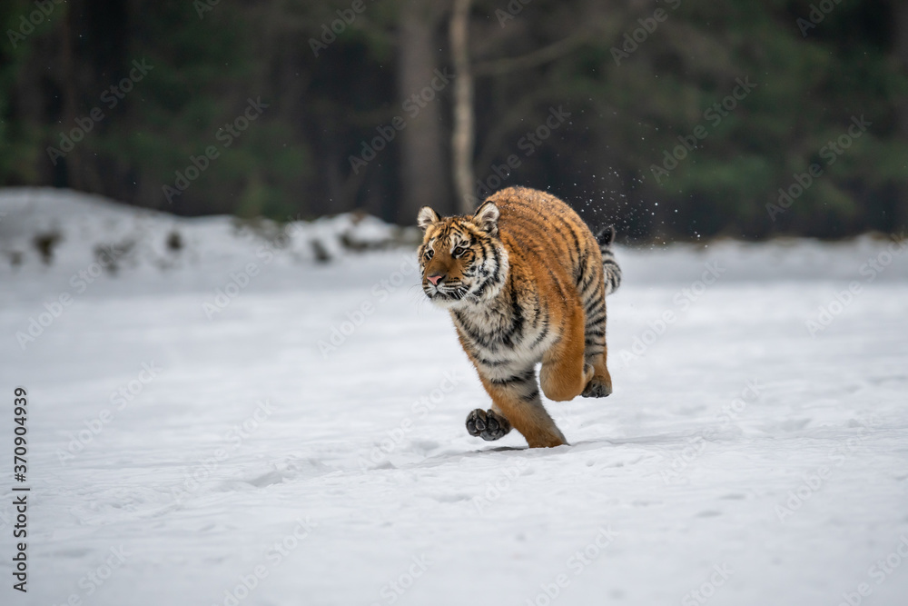 Siberian Tiger running in snow. Beautiful, dynamic and powerful photo ...