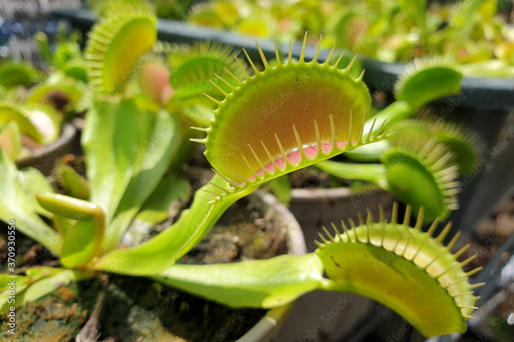 Close up predator Venus flytrap on the garden bed. Carnivorous plants ...