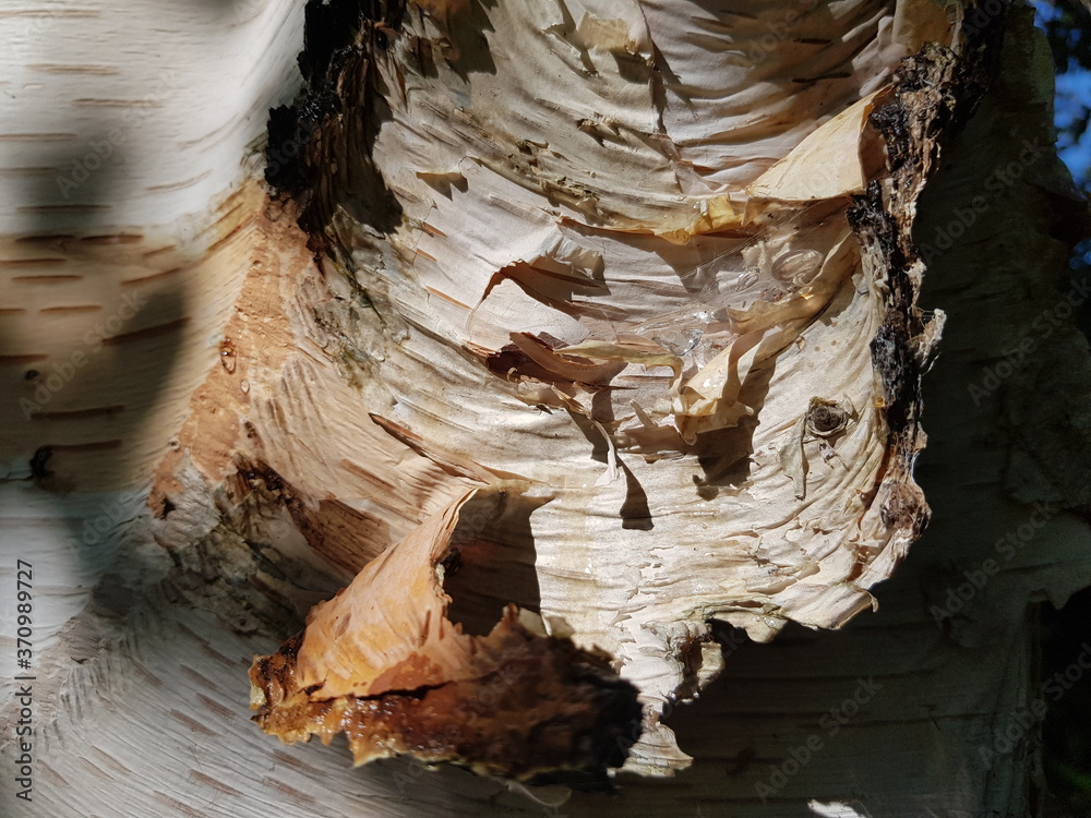 Betula utilis (Himalayan birch, bhojpatra), is a birch tree native to ...