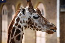 Cheeky Giraffe Free Stock Photo - Public Domain Pictures