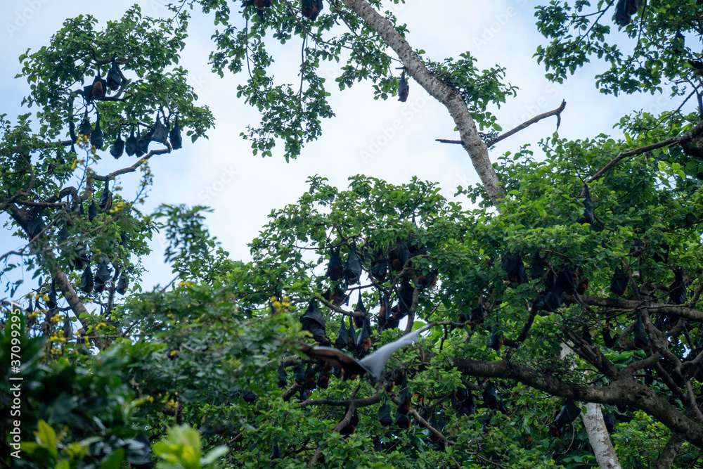 The large Colony of Flying Foxes, Fruit Bats, or Mega-Bats feed on ...