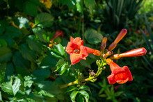 Chinese Trumpet Creeper Free Stock Photo - Public Domain Pictures