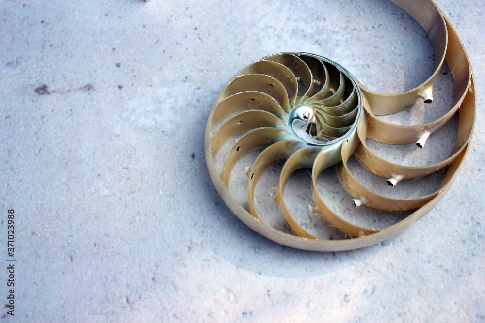 Nautilus shell with copy space concrete stone marble background cross ...