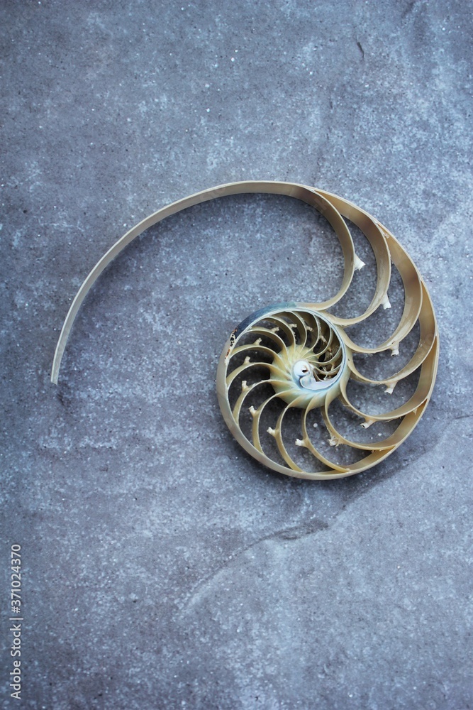 Nautilus shell with copy space concrete stone background cross section ...