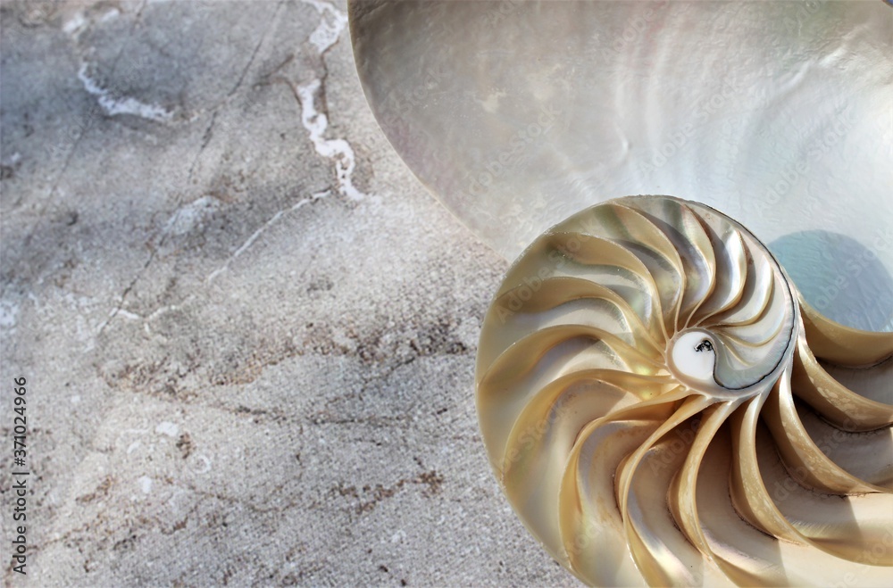 Nautilus shell with copy space concrete stone background cross section ...