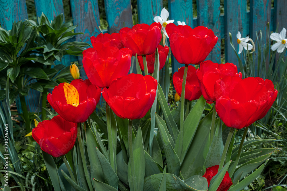 Tulip Cultivar (Tulipa hybrida) in park Stock Photo | Adobe Stock