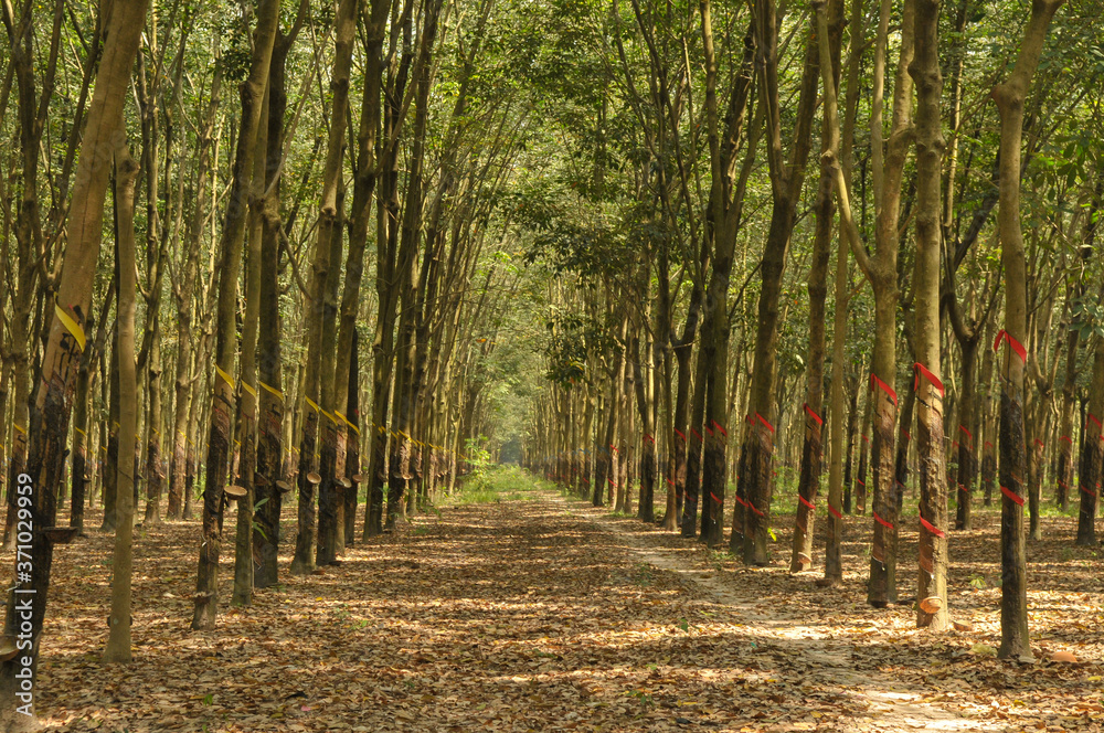 Rubber tree plantation in Vietnam. Stock Photo | Adobe Stock