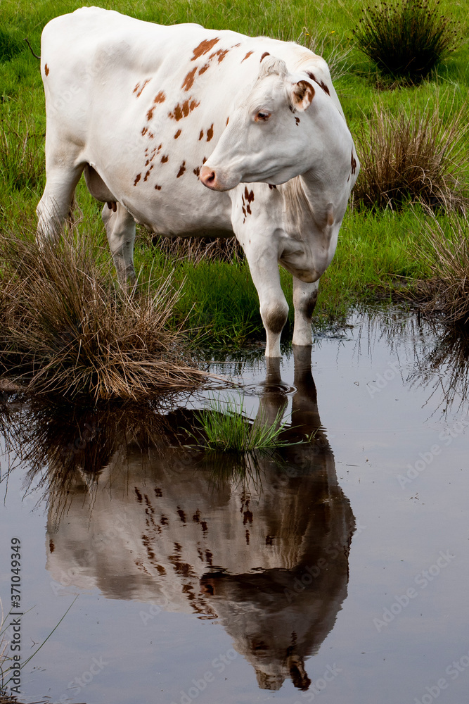 Ayrshire cattle are a breed of dairy cattle from Ayrshire in southwest ...