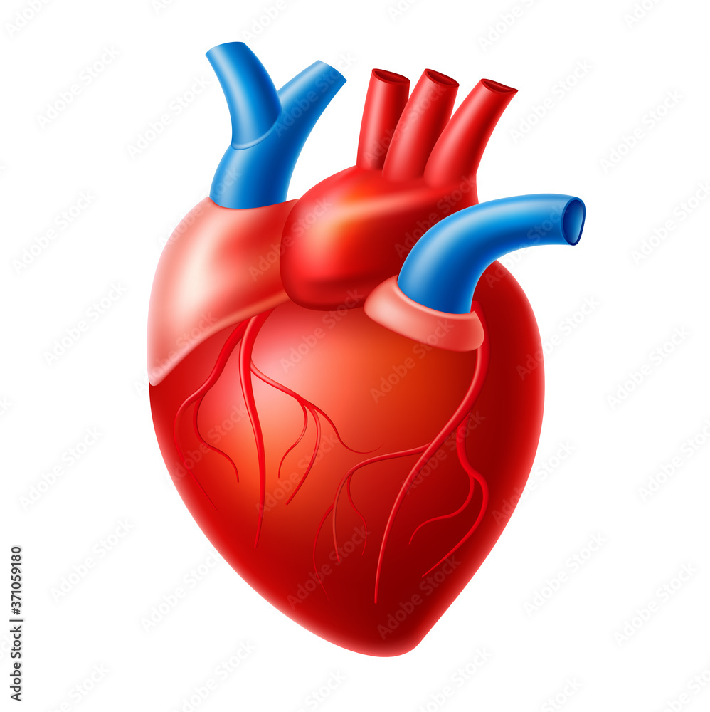 Vector de Stock Vector realistic heart blood pump organ with veins ...