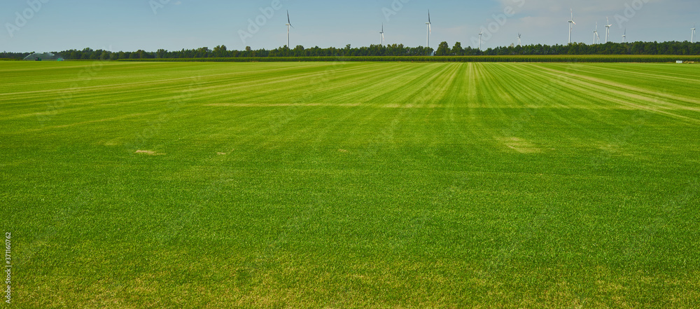 Foto de Stock Huge grass field as a replenishment for the turf of golf ...