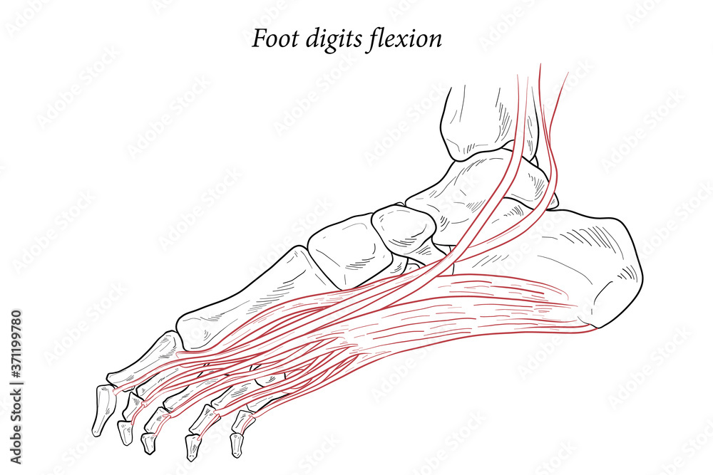 Medical illustration of Foot digits flexion muscles acting on the foot ...