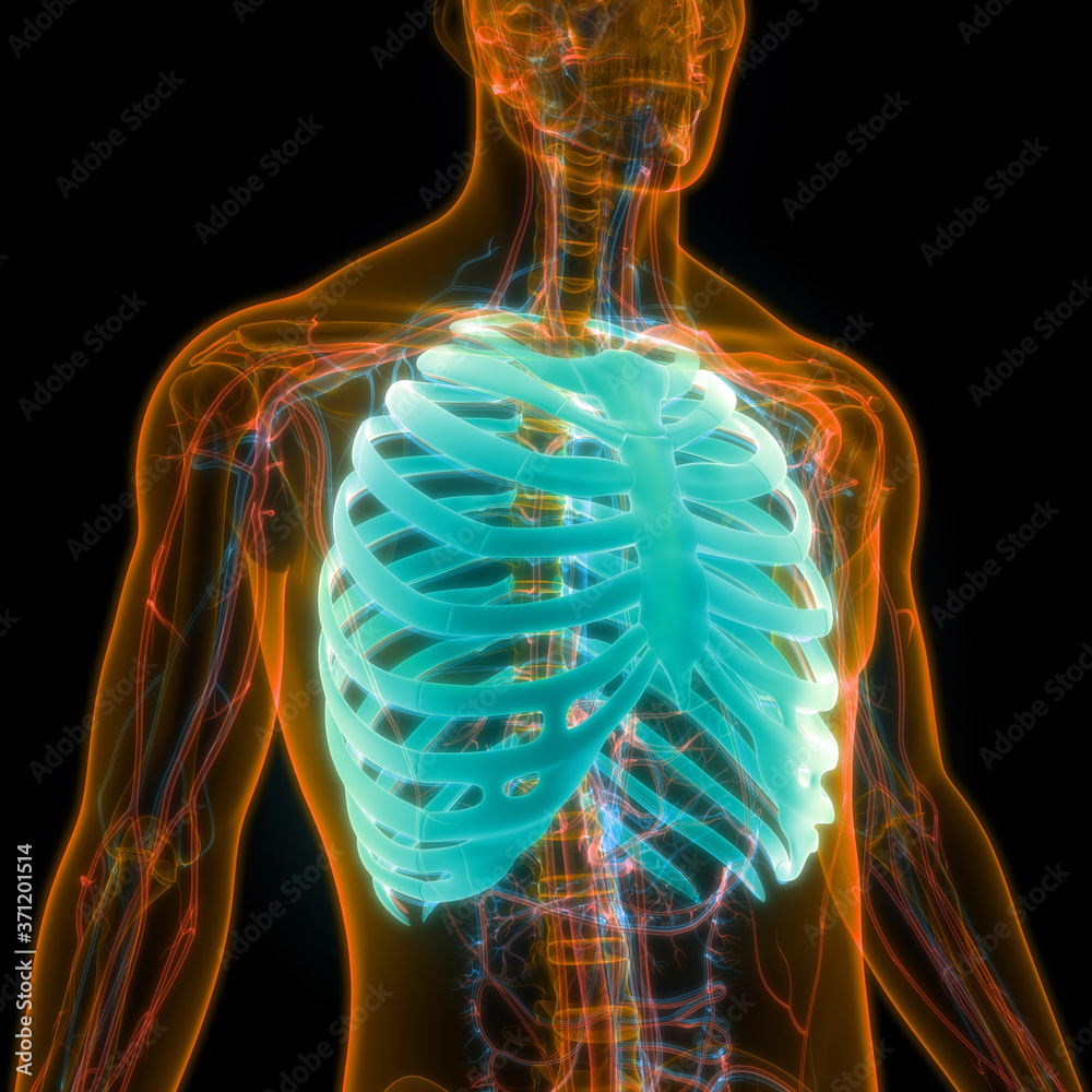 Human Skeleton System Bone Joints Anatomy Stock Illustration | Adobe Stock