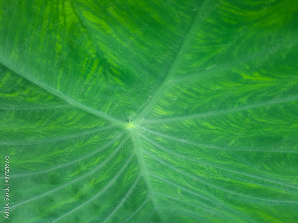 green taro leaf, taro leaf texture, Colocasia esculenta leaf, Also ...