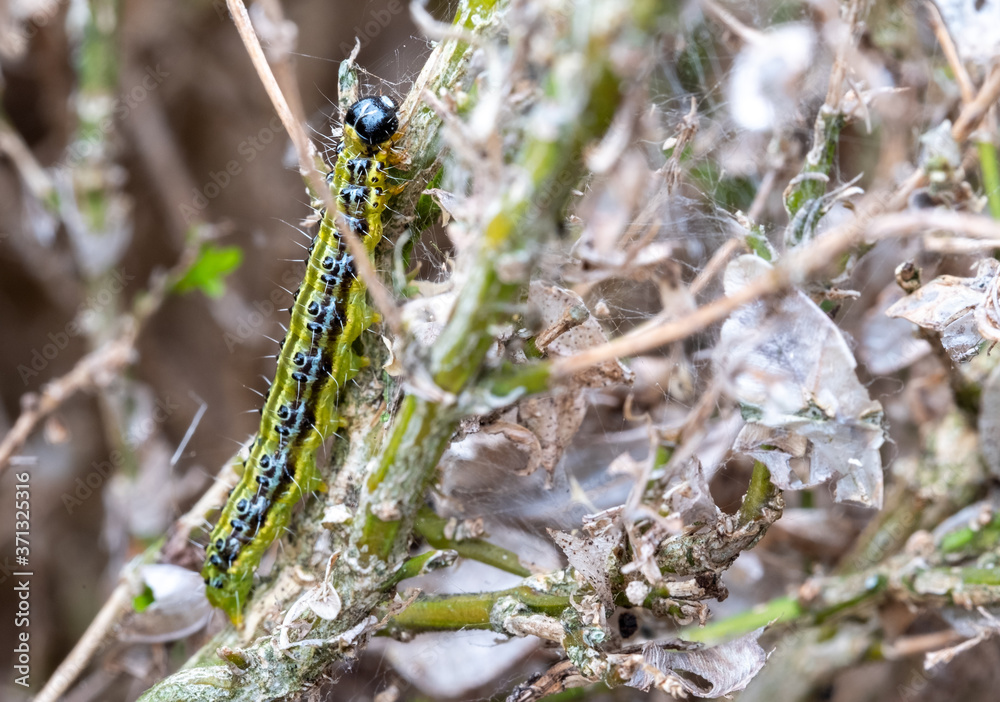 East Asian box hedge caterpillar eats its way through a box hedge ...