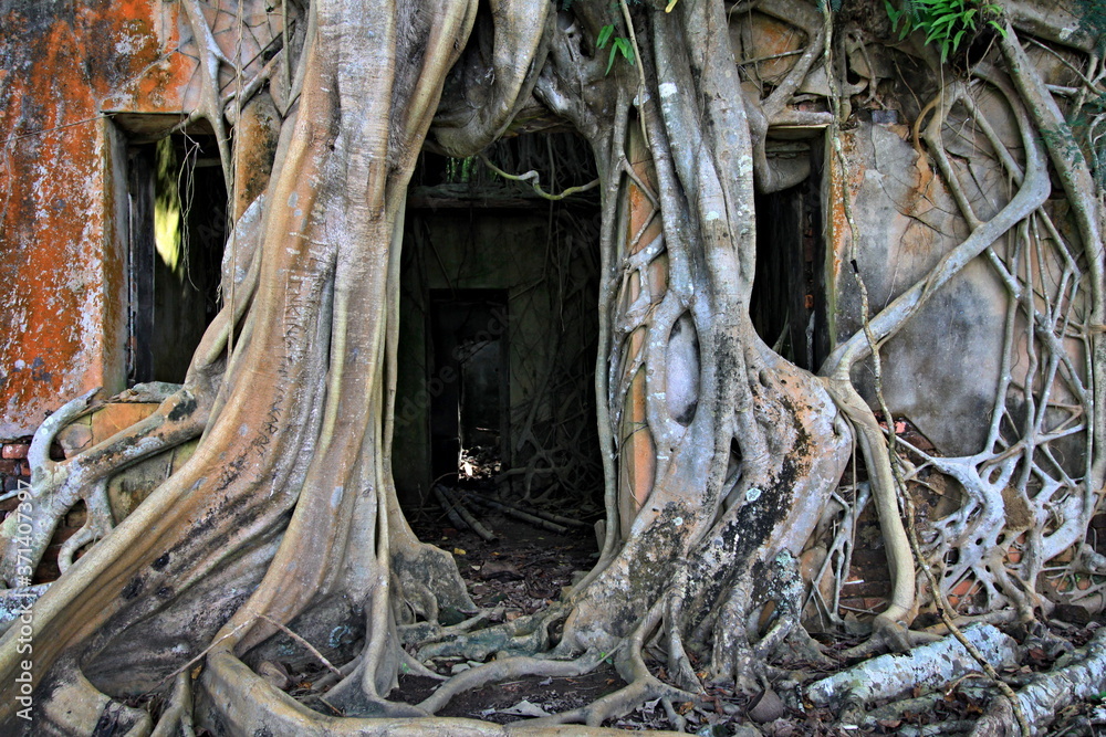 Ruins of abandoned building covered with roots on Ross Island. Andaman ...