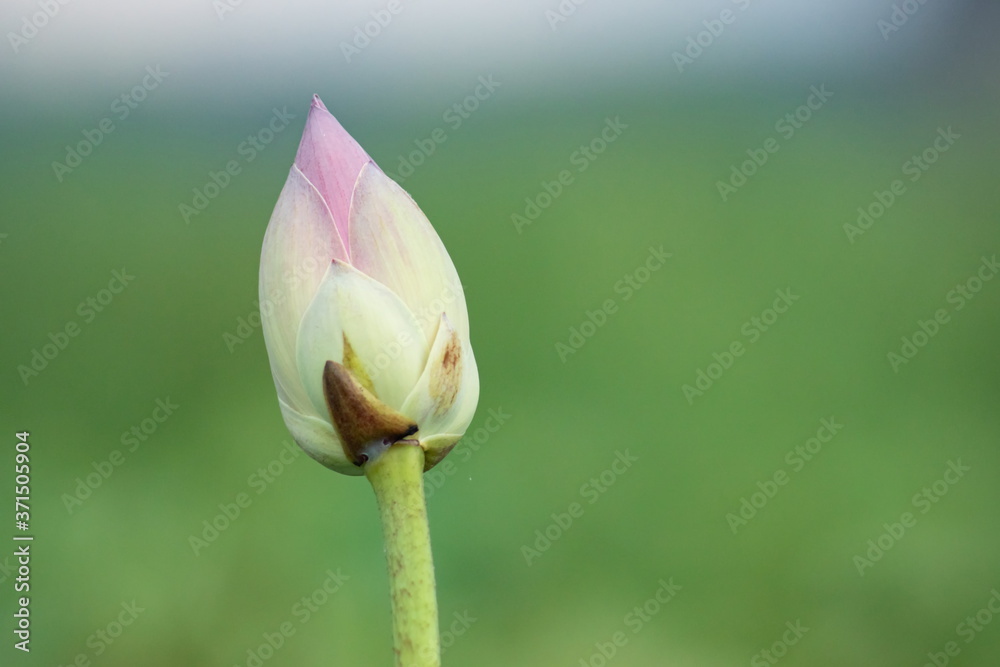Lotus bud, Lotus blossom in the middle of the pond. Nymphaea lotus is a ...