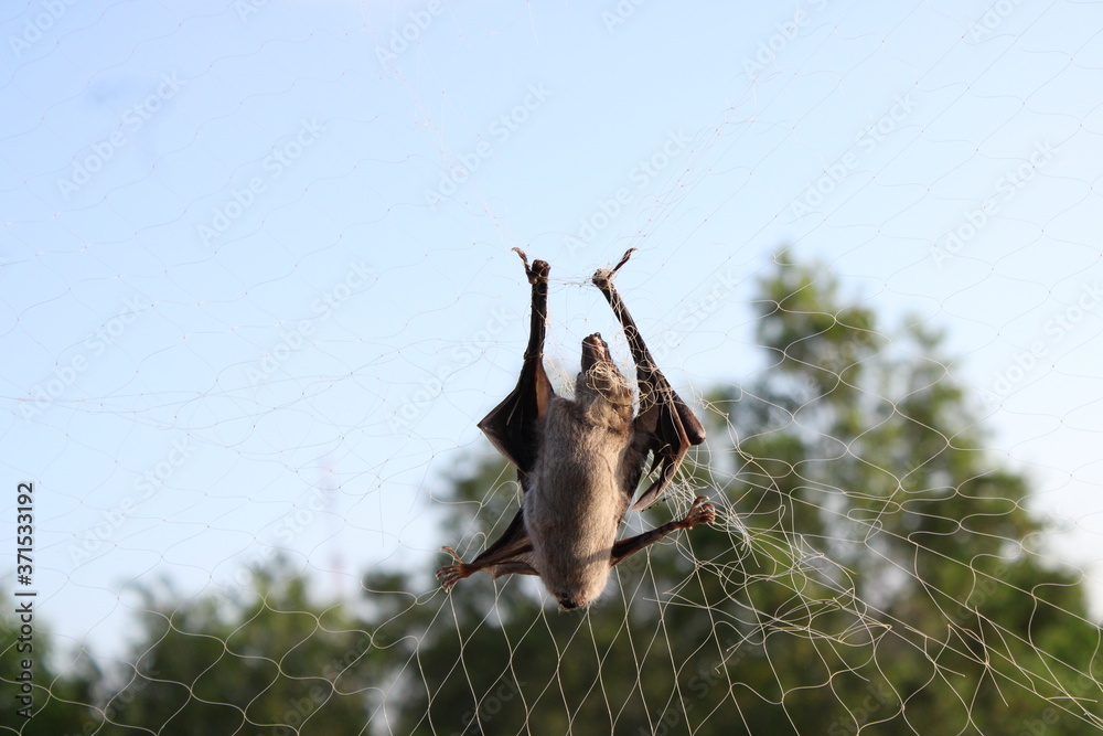 The bat gets caught in the net and dies. bat traps in nature. dead bat ...