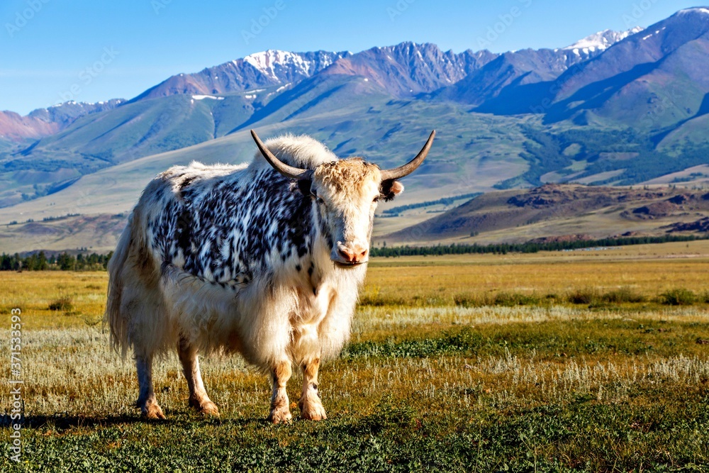 White & black yak in alpine mountains. Himalayan big yak in beautiful ...