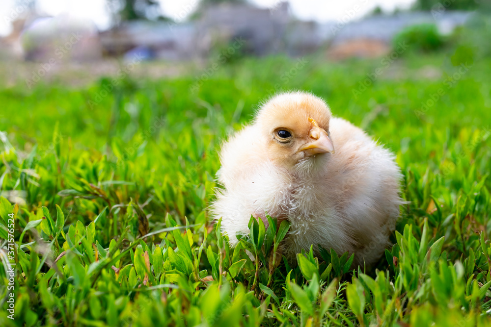 Naked neck chicken on the farm. Little yellow chicken on green grass in ...