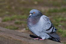 Fat Pigeon Free Stock Photo - Public Domain Pictures