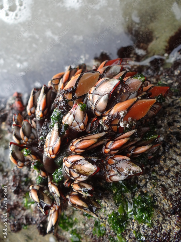 Goose barnacles (Pollicipes elegans) in the intertidal zone on the ...