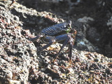 Glitch Crabs 2 Free Stock Photo - Public Domain Pictures