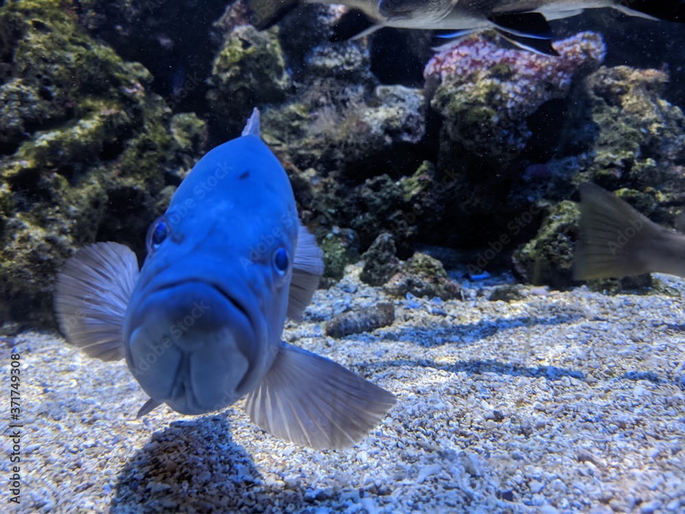 Musée océanographique de Monaco monte Carlo, poissons Némo, crabe ...