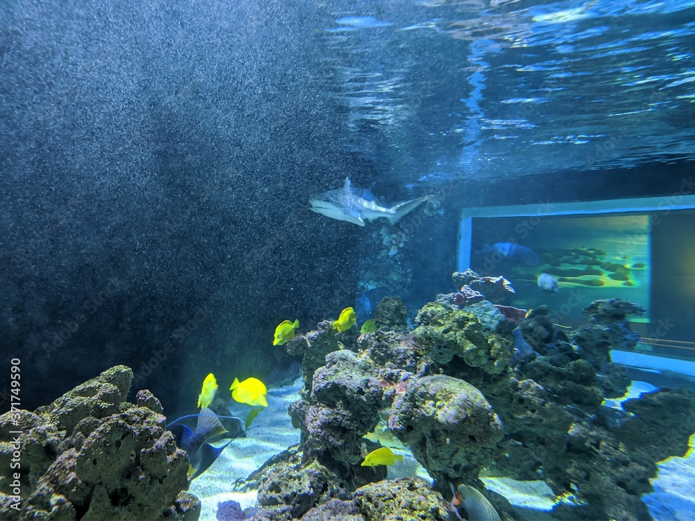 Stock-Foto „Musée océanographique de Monaco monte Carlo, poissons Némo ...