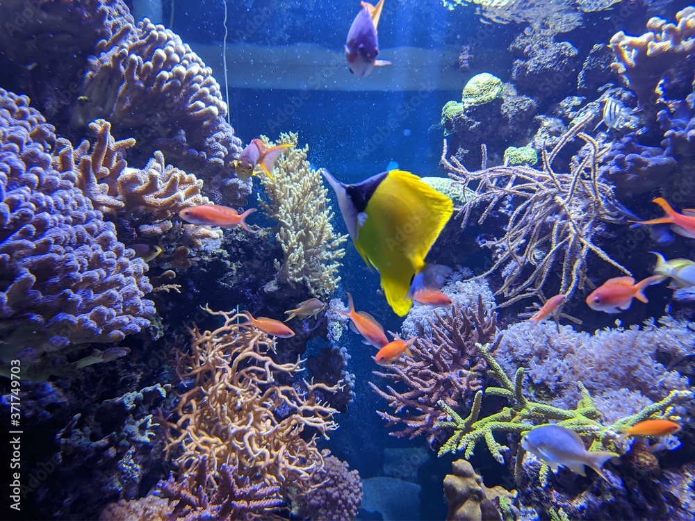 Musée océanographique de Monaco monte Carlo, poissons Némo, crabe ...