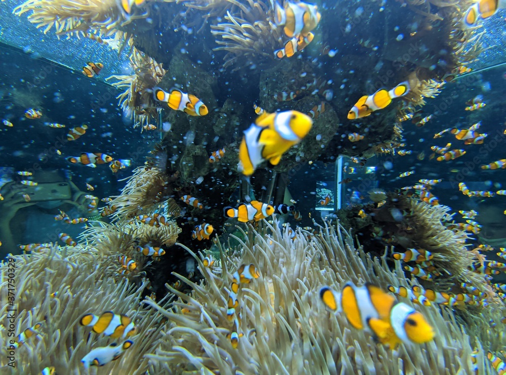 Stock-Foto „Musée océanographique de Monaco monte Carlo, poissons Némo ...
