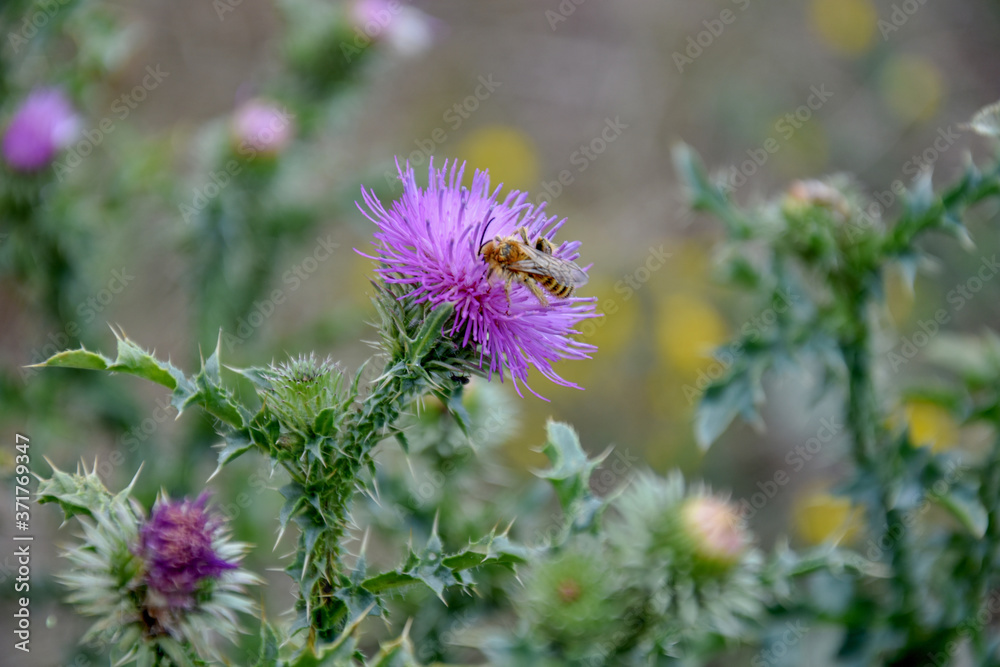 pollination, insects Stock Photo | Adobe Stock